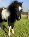 Ozzy the mini horse crypto project: OZZY token listings, events ...