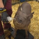 The world's first AI animal crypto project: Gertrude token listings ...