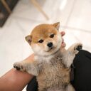 SHIBY crypto project: SHIBY token listings, events, analysis | ListingSpy