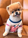 Jiff Pom crypto project: Jiff token listings, events, analysis | ListingSpy