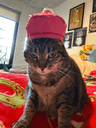 Angi's Cat crypto project: Stormy token listings, events, analysis ...