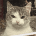 Noa Cat crypto project: NOAC token listings, events, analysis | ListingSpy