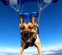 First Skydive Dog crypto project: ZEUS token listings, events, analysis ...